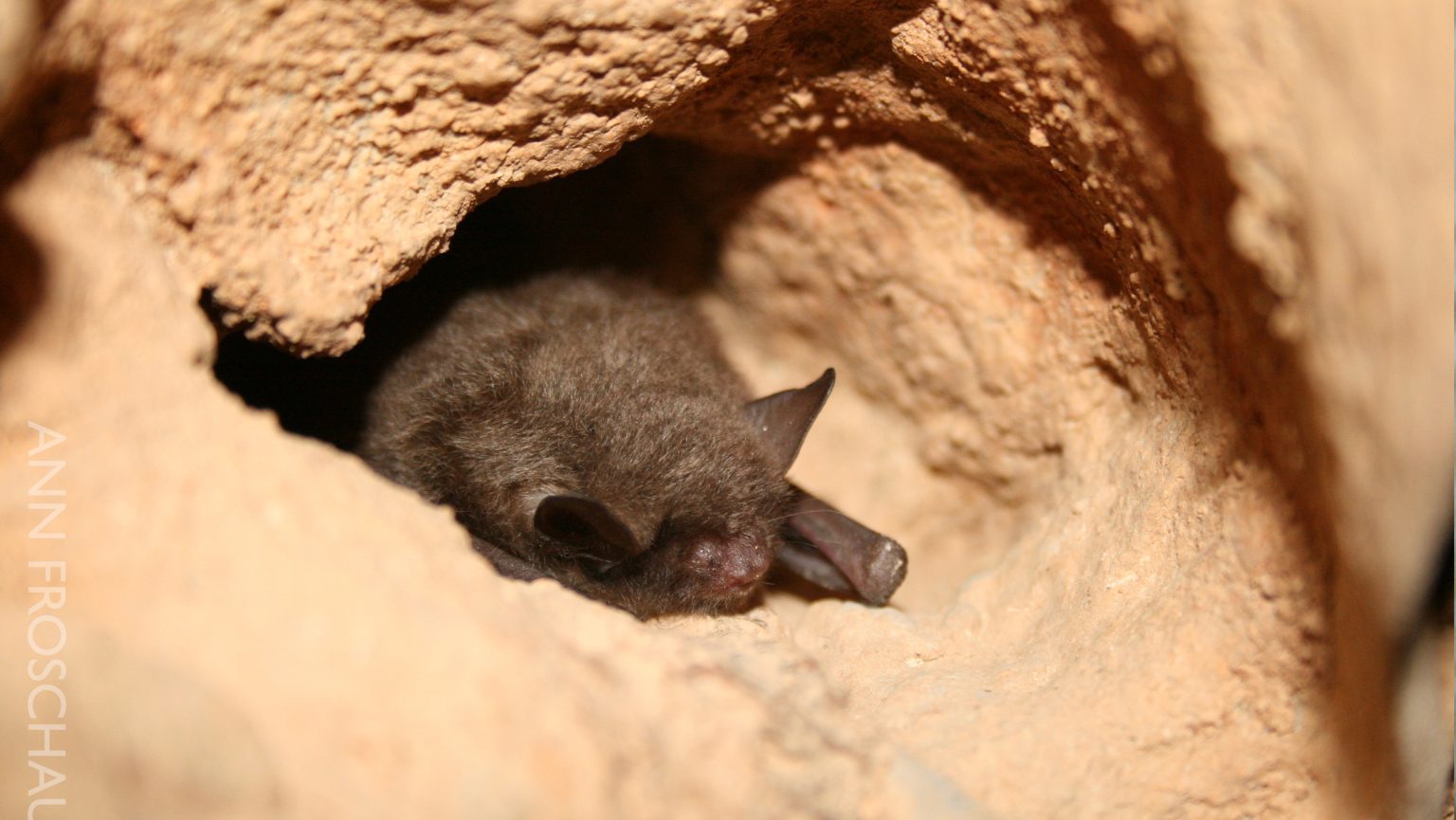 Protecting the Endangered Indiana Bat – Conservation Law Center